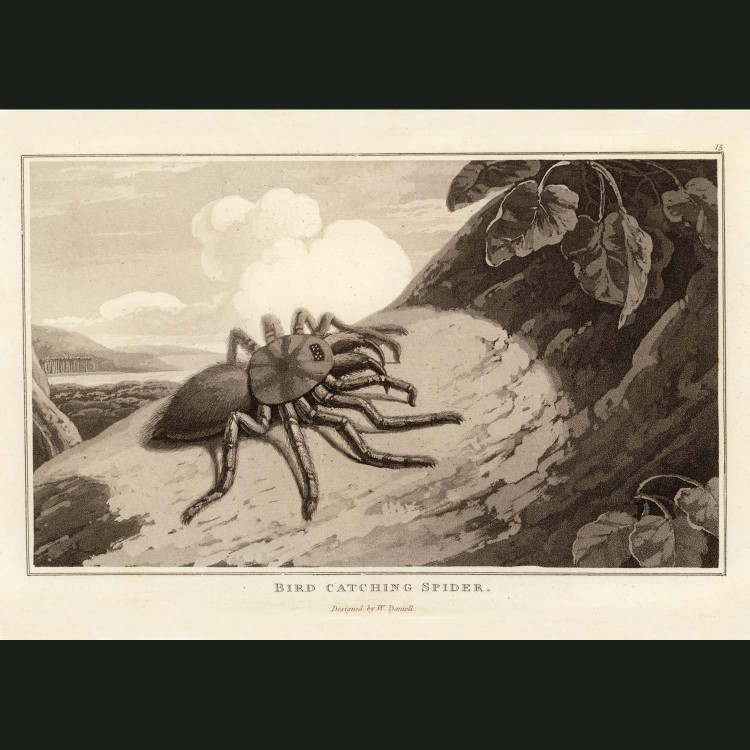 Tarantula Spider. Fine art print.